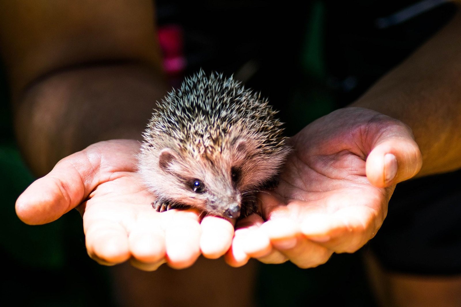 The Ultimate Guide on How to Look After a Hedgehog
