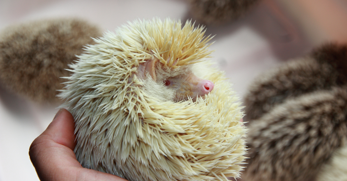 Exploring The Background And Lifestyle Of Hedgehogs As Pets