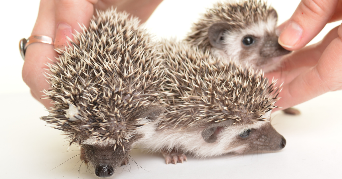 Exploring The Background And Lifestyle Of Hedgehogs As Pets
