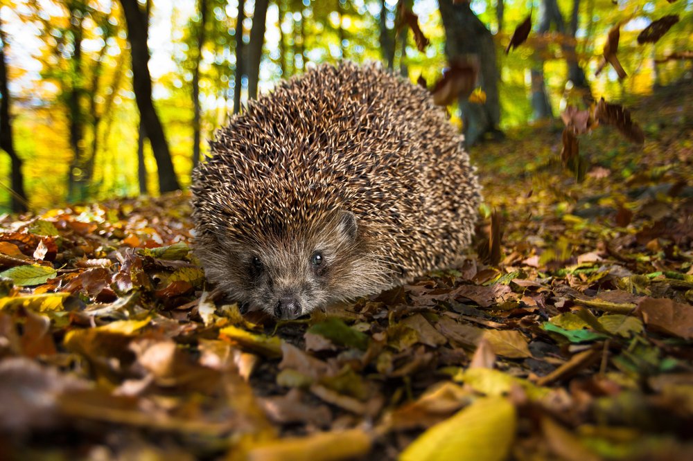 Exploring The Background And Lifestyle Of Hedgehogs As Pets