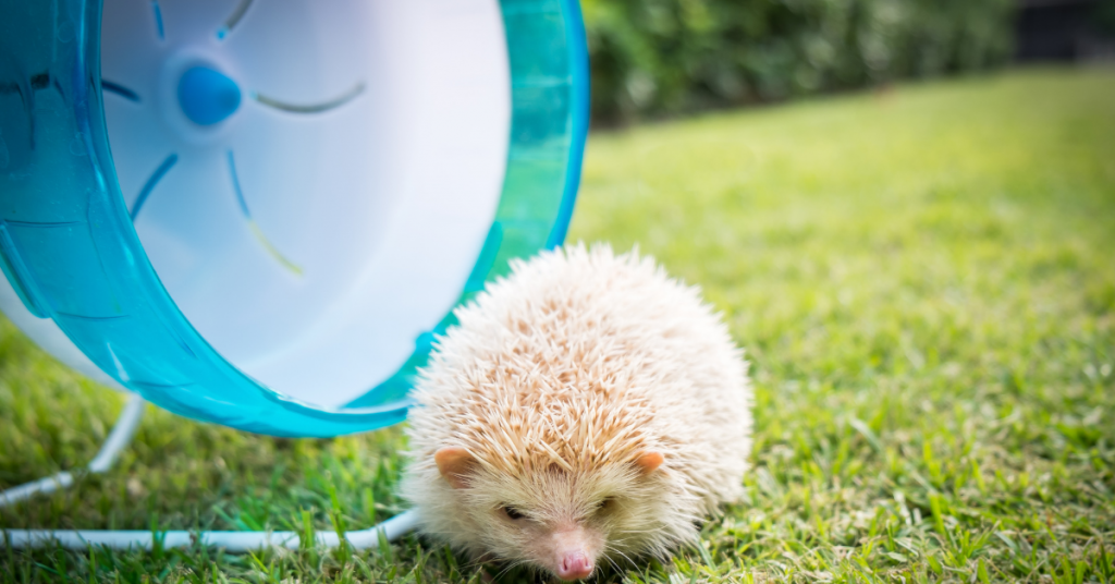 10 Best Hedgehog Running Wheels 2024 - Hedeghoged