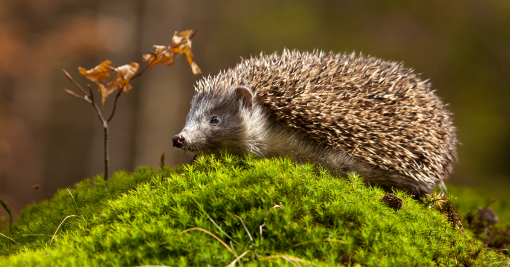 All You Have to Know About Hedgehog Colors 2024 - HedgeHoged