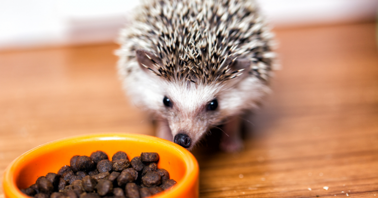 Best Cat Food For Hedgehogs | Hedgehog Food List, Diet Plan