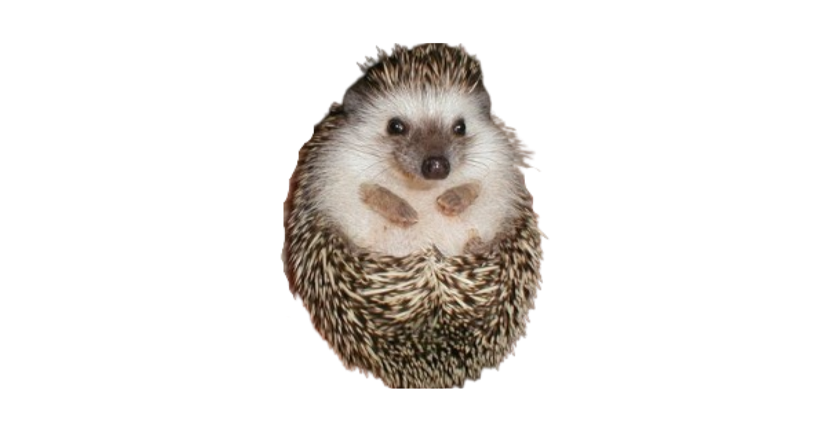 All You Have to Know About Hedgehog Colors 2024 - HedgeHoged