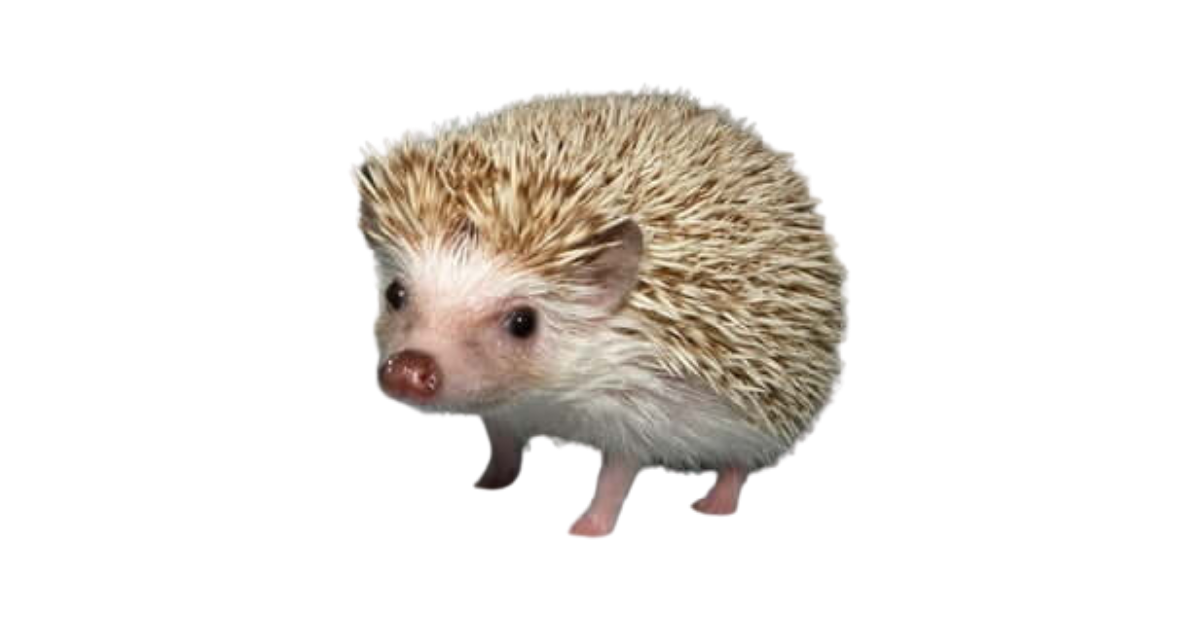 All You Have to Know About Hedgehog Colors 2024 - HedgeHoged