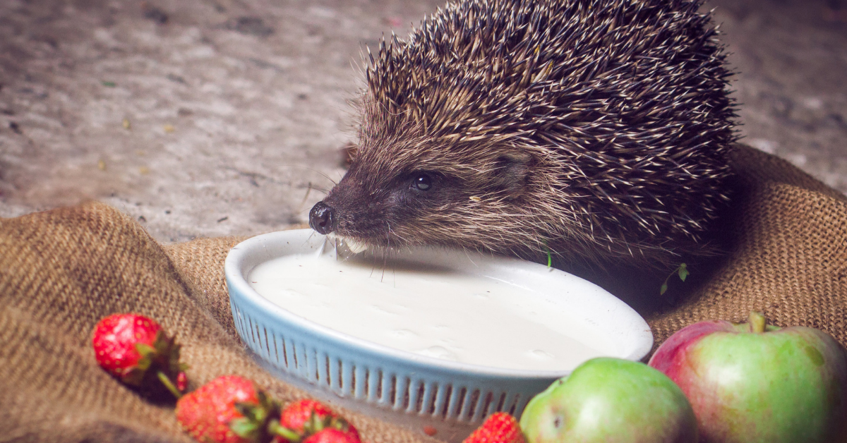 Hedgehog teeth And The Need For Dental Care