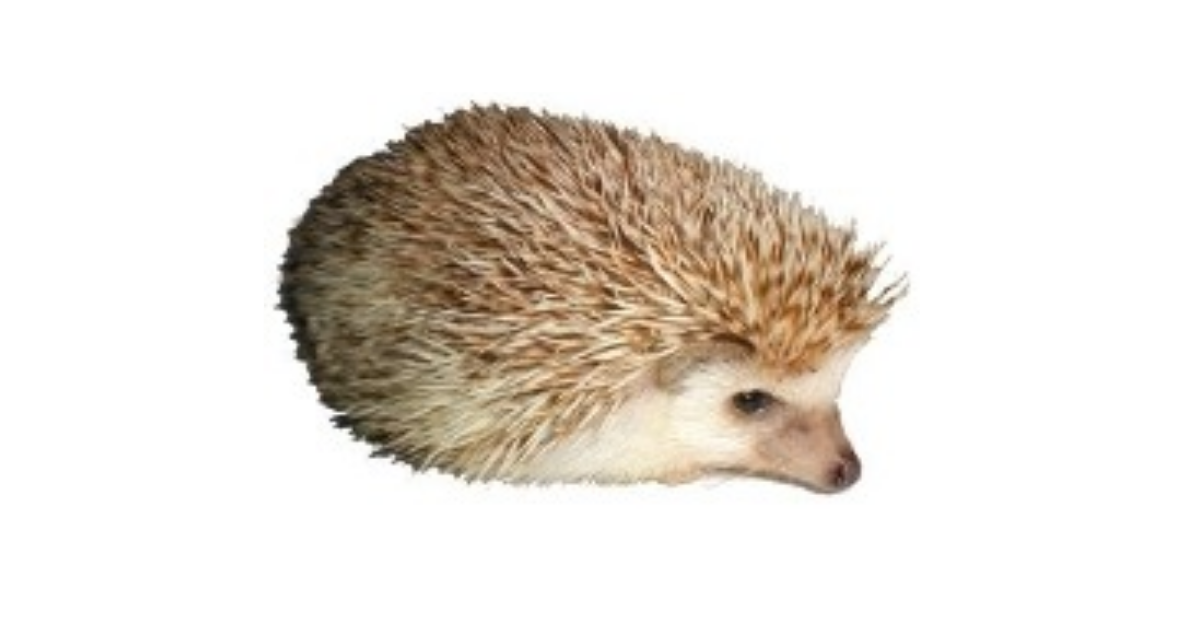All You Have to Know About Hedgehog Colors 2024 - HedgeHoged