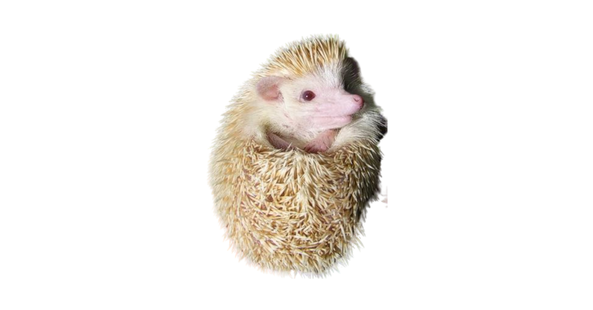 All You Have to Know About Hedgehog Colors 2024 - HedgeHoged