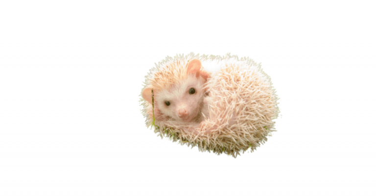 All You Have to Know About Hedgehog Colors 2022 - HedgeHoged