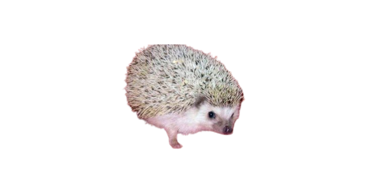 All You Have to Know About Hedgehog Colors 2022 - HedgeHoged