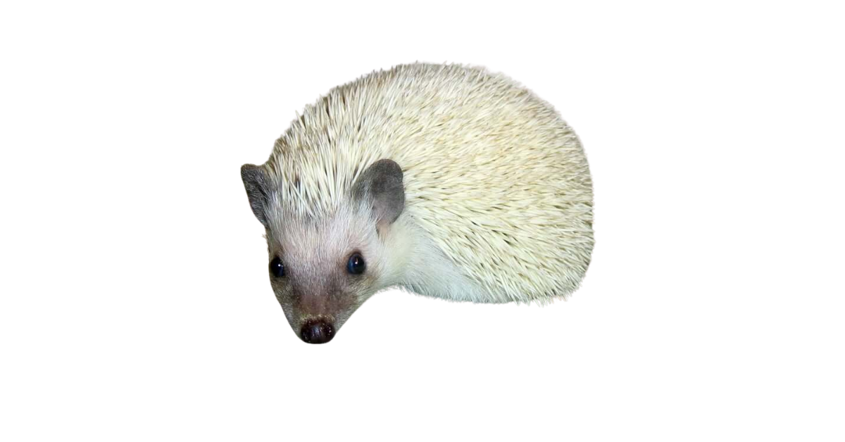 All You Have to Know About Hedgehog Colors 2024 - HedgeHoged