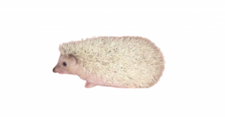 All You Have to Know About Hedgehog Colors 2022 - HedgeHoged