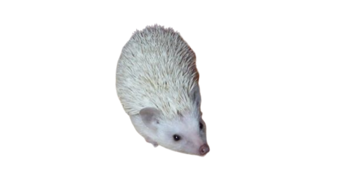 All You Have to Know About Hedgehog Colors 2024 - HedgeHoged