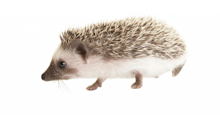 All You Have to Know About Hedgehog Colors 2022 - HedgeHoged