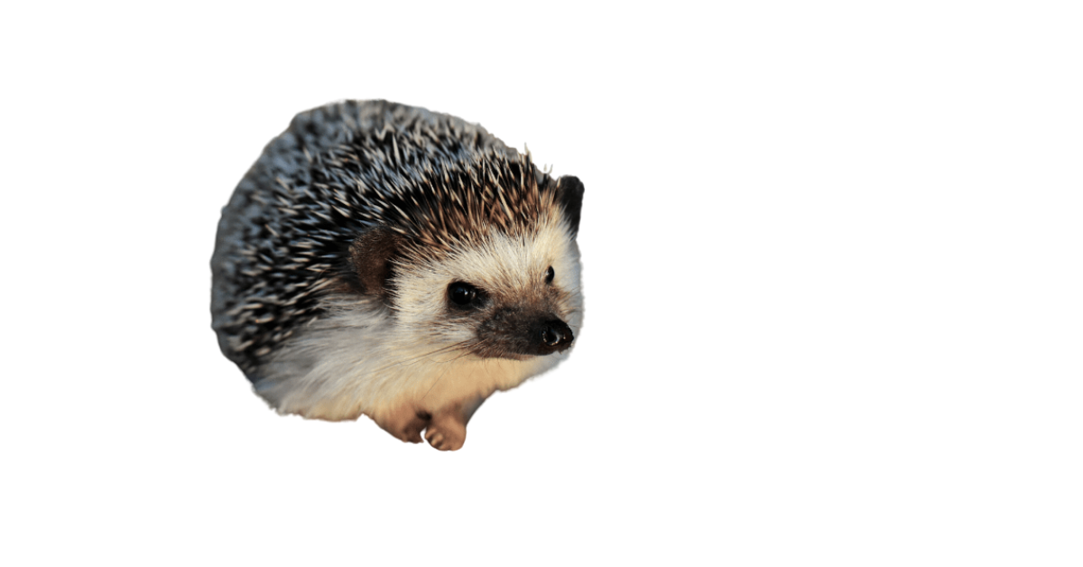 All You Have to Know About Hedgehog Colors 2024 - HedgeHoged