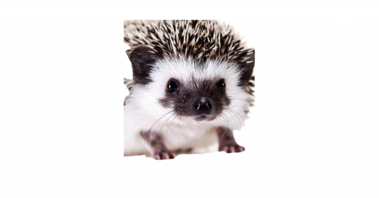 All You Have to Know About Hedgehog Colors 2022 - HedgeHoged