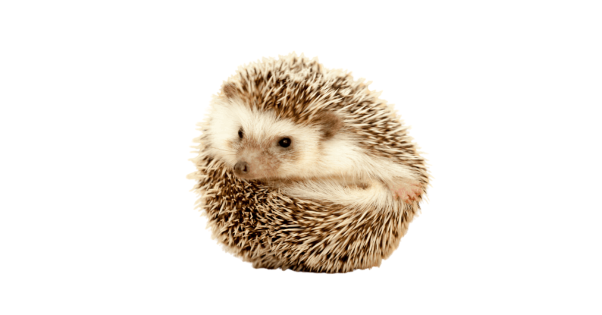 All You Have to Know About Hedgehog Colors 2024 - HedgeHoged