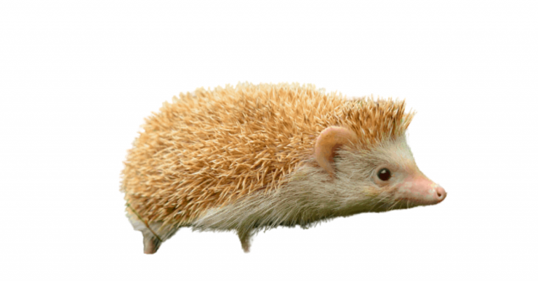 All You Have to Know About Hedgehog Colors 2022 - HedgeHoged