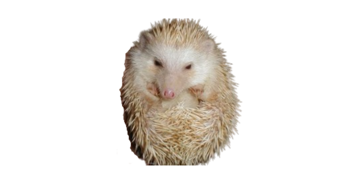 All You Have to Know About Hedgehog Colors 2024 - HedgeHoged