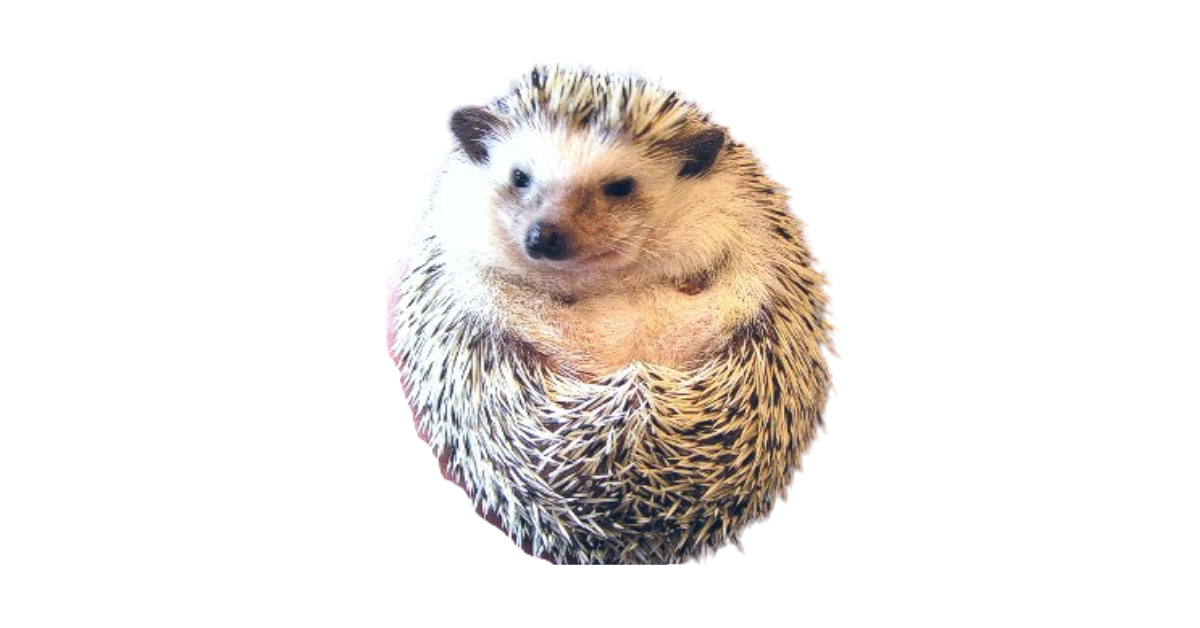 All You Have to Know About Hedgehog Colors 2024 - HedgeHoged
