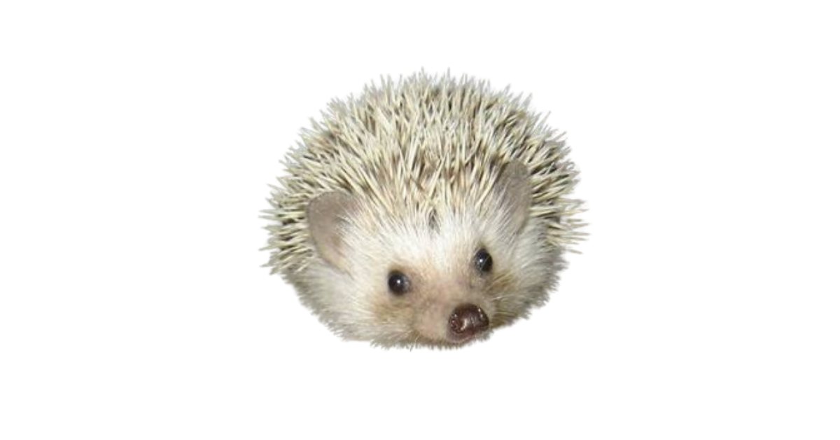 All You Have to Know About Hedgehog Colors 2024 - HedgeHoged