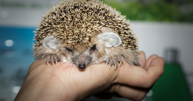 Long Eared Hedgehog: Facts, Diet, Color, Weight, Habitat, Lifespan ...