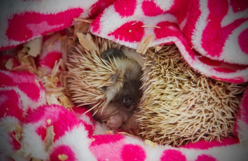 Care Tips To Handle A New Born Baby Hedgehog - Hedgehoged