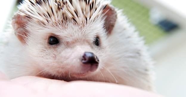 Care Tips To Handle A New Born Baby Hedgehog - Hedgehoged