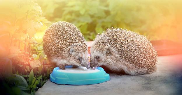 Care Tips To Handle A New Born Baby Hedgehog - Hedgehoged