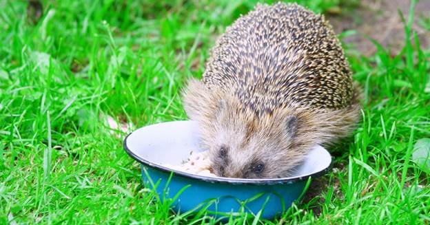 Care Tips To Handle A New Born Baby Hedgehog - Hedgehoged
