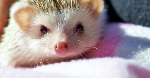 Care Tips To Handle A New Born Baby Hedgehog - Hedgehoged