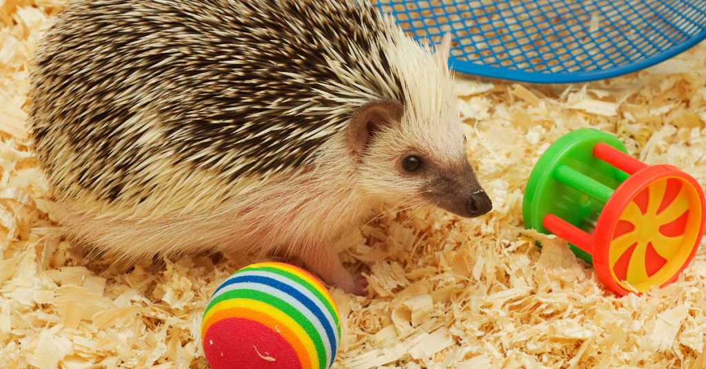 The Best Hedgehog Toys 2024: Ultimate Buying Guide