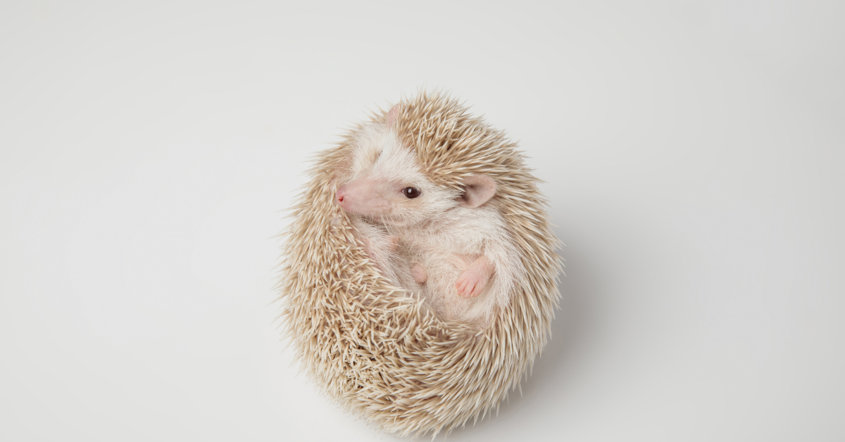 The Hedgehog Lifecycle: Understanding How They Live