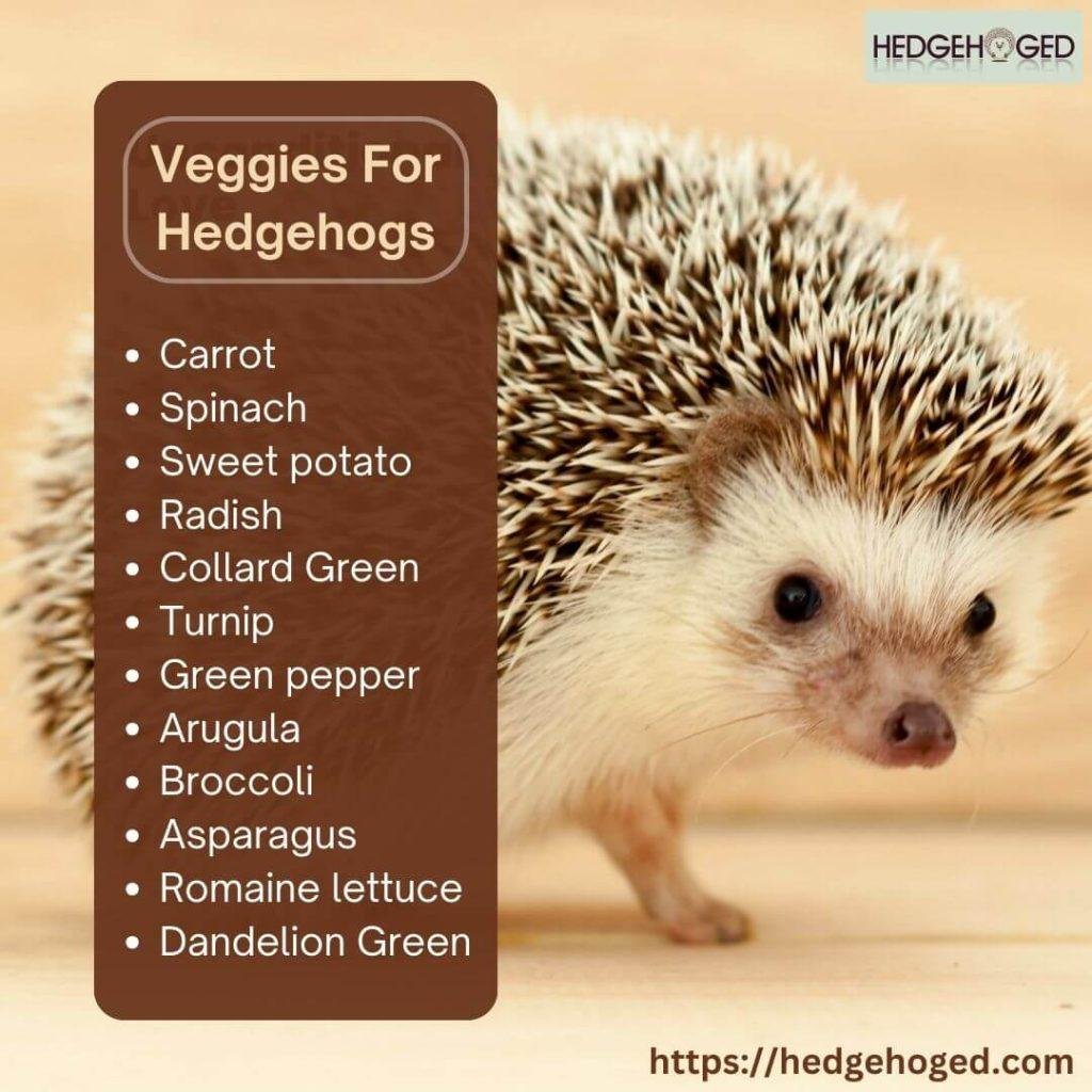 Best Cat Food For Hedgehogs | Hedgehog Food List, Diet Plan