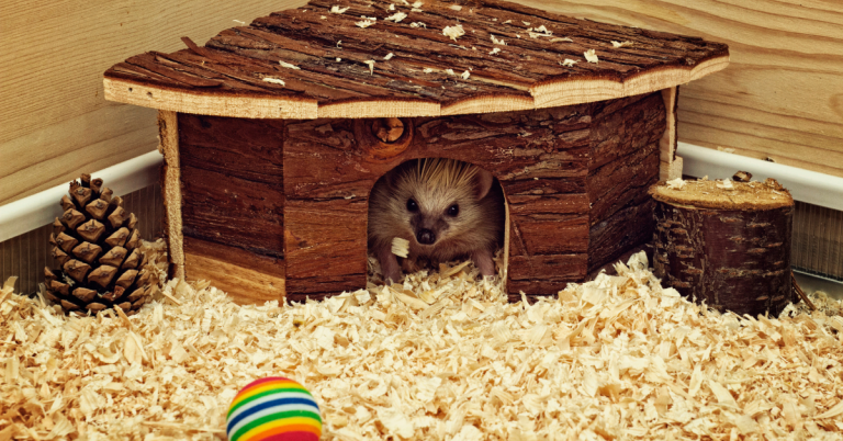 Hedgehog-friendly gardening tips - HedgeHoged