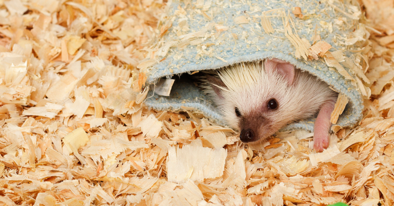 Hedgehog-friendly gardening tips - HedgeHoged