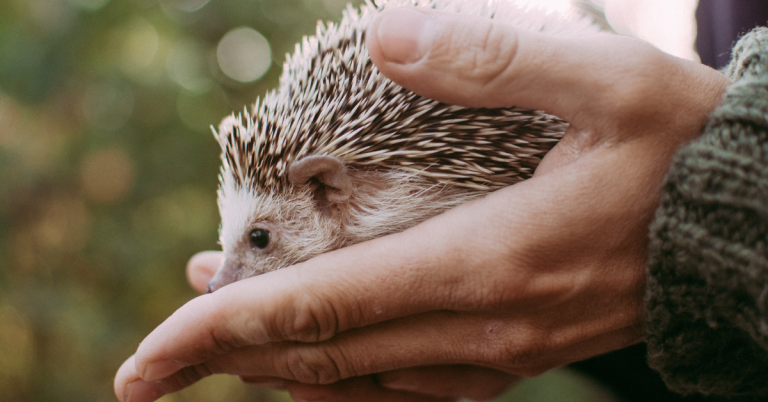 can you touch a hedgehog? Learn the Art of Touching Safely