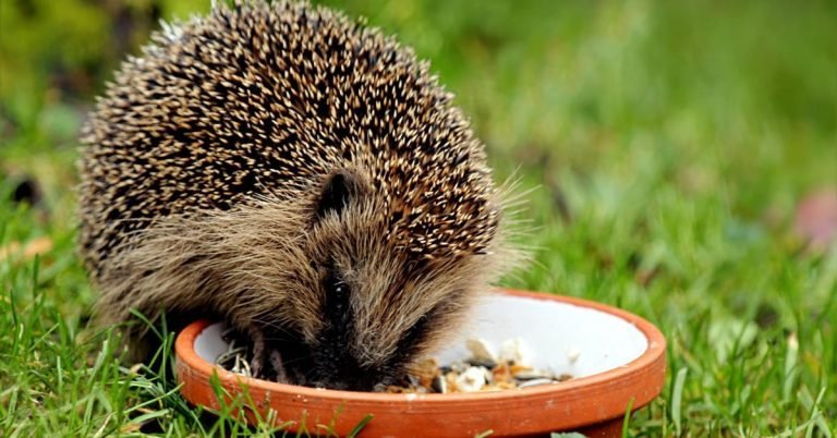 What Vegetables Do Hedgehogs Eat