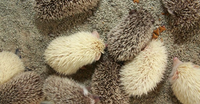 What Vegetables Do Hedgehogs Eat