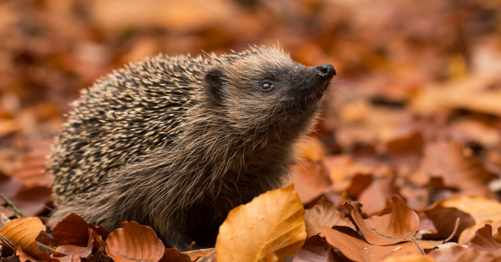 How Fast Are Hedgehogs? Important facts To Know