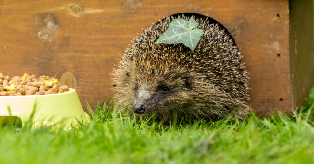 Do Hedgehogs Eat Poop? What you Need to Know