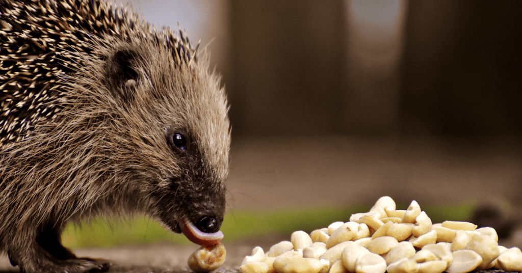 Tenrec vs Hedgehog: A Closer Look at Two Spiky Creatures