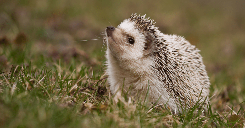 Hedgehog Dry Skin: Causes and Solutions - Hedgehoged