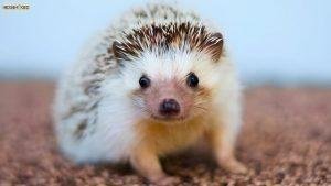 17 Different Types Of Hedgehogs in The World With Pictures