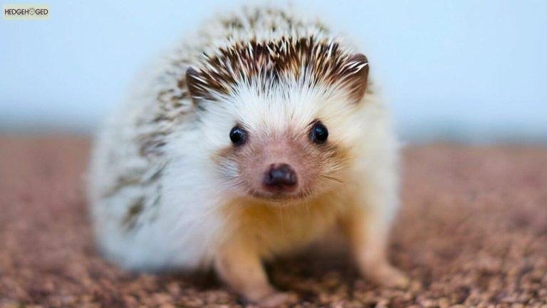 17 Different Types Of Hedgehogs in The World With Pictures