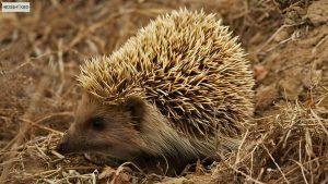 17 Different Types Of Hedgehogs in The World With Pictures