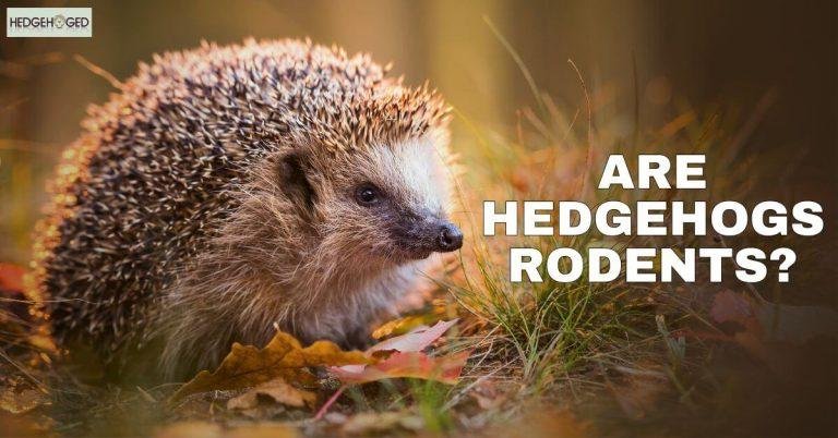Are Hedgehogs Rodents? The Hedgehog Classification