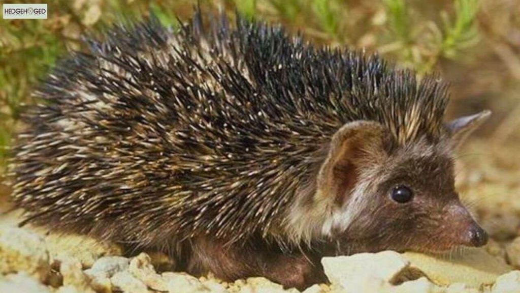 17 Different Types Of Hedgehogs in The World With Pictures