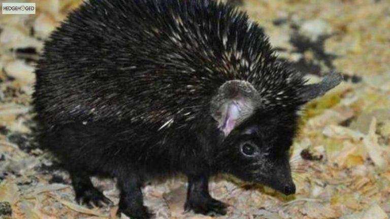 17 Different Types Of Hedgehogs in The World With Pictures