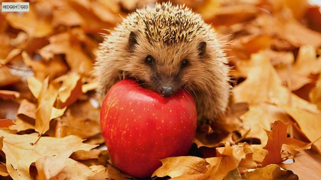 Do Hedgehogs Eat Apples? What's the Benefits in Their Diets?